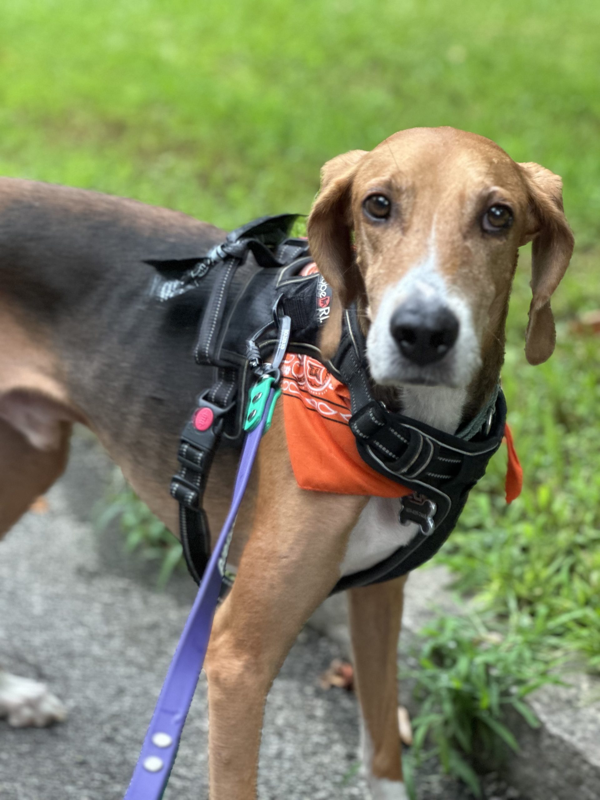 5 Signs You Need Help Walking Your Dog - Atlanta